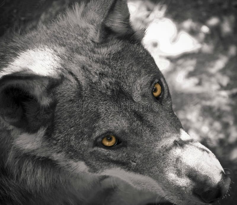 Wolf Portrait in the Forest Stock Photo - Image of white, nose: 161520536
