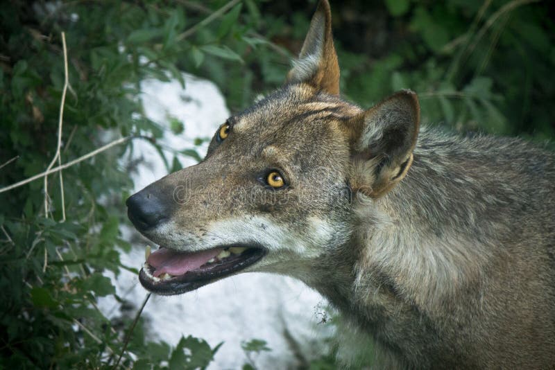 Wolf Portrait in the Forest Stock Image - Image of mammal, bear: 161520539