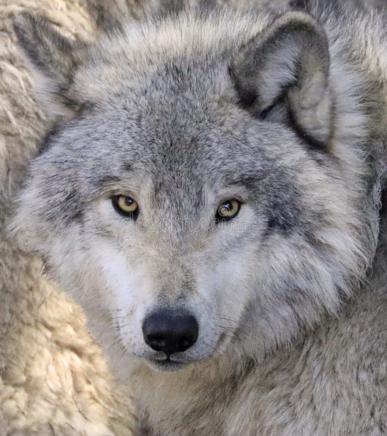 Wolf Portrait, Quebec, Canada Stock Image - Image of large, grey: 215516709