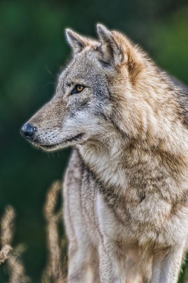 Portrait timber wolf stock photo. Image of canis, powerful - 37945234