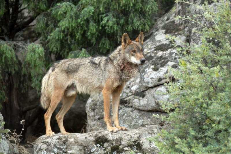 Wolf Walks through the Field by Day Stock Image - Image of eagle, wolf ...