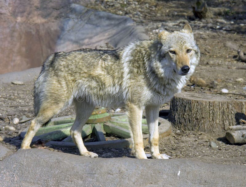 Wolf predator stock photo. Image of gray, mammal, tale - 90291230