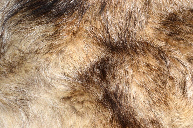 Wolf predator skin stock photo. Image of predator, smooth - 273458888