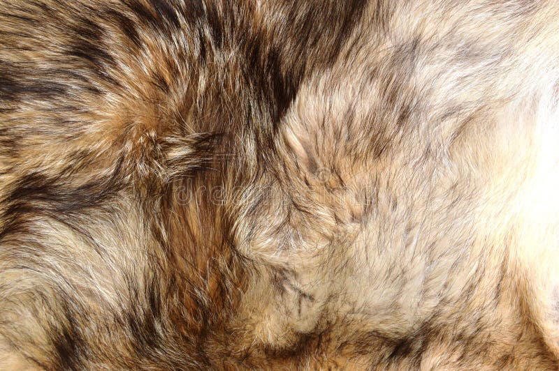 Wolf predator skin stock photo. Image of object, portrait - 273459062