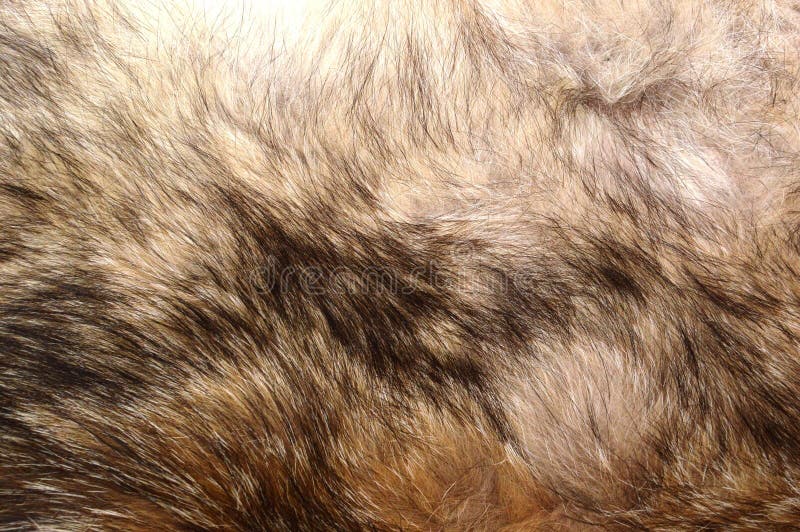 Wolf predator skin stock photo. Image of lupus, carpet - 273459050