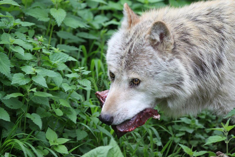 Wolf with prey stock photo. Image of hungry, outdoors - 14414820