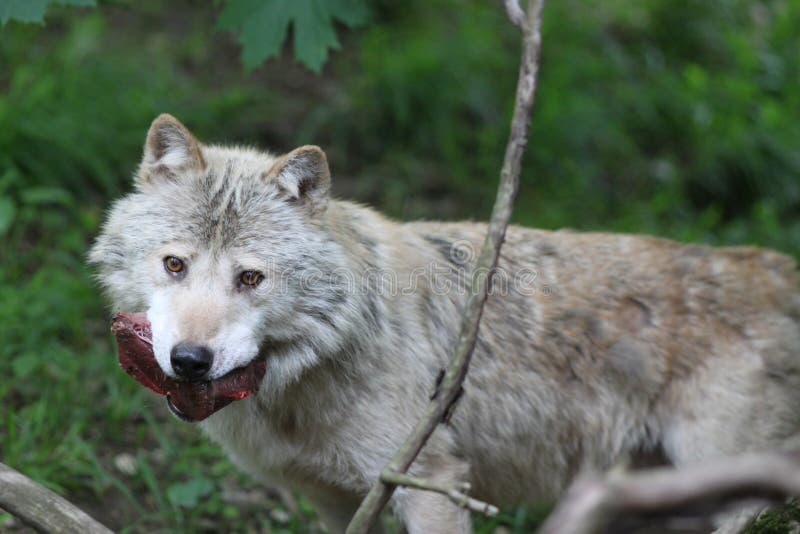 Wolf with prey stock photo. Image of hungry, outdoors - 14414820
