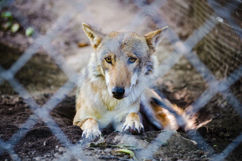 Sad wolf stock photo. Image of wildlife, canine, temperature - 55150290