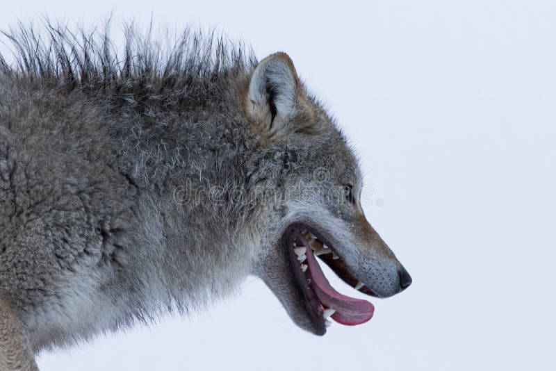 Wolf profile stock image. Image of arctic, wildlife, profile - 51495683