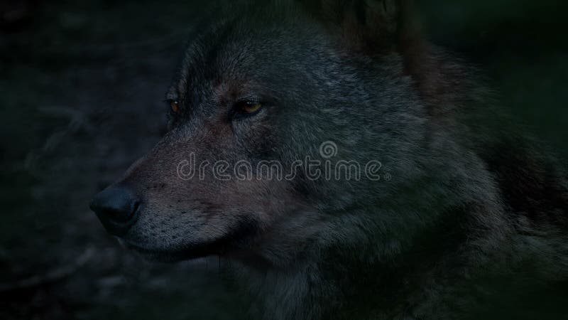 Wolf profile stock image. Image of carnivore, profile - 19590825