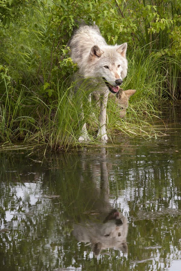 Wolf and Pup at Edge of Lake Stock Photo - Image of canis, lupus: 42551572