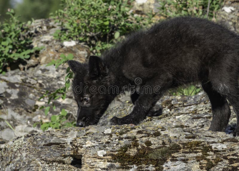 Lobo negro del bebé imagen de archivo. Imagen de fauna - 13144511