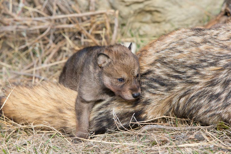 173,986 Mother's Demise Stock Photos - Free & Royalty-Free Stock Photos ...