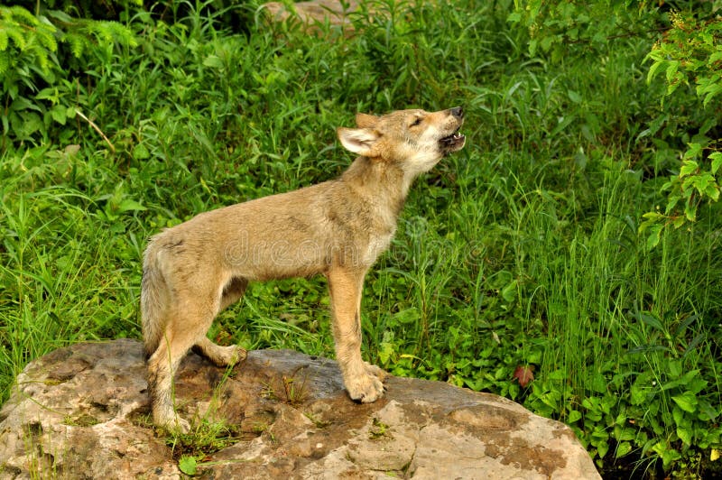 Wolf Pup Howling To His Siblings Stock Photo - Image of howling, baby ...