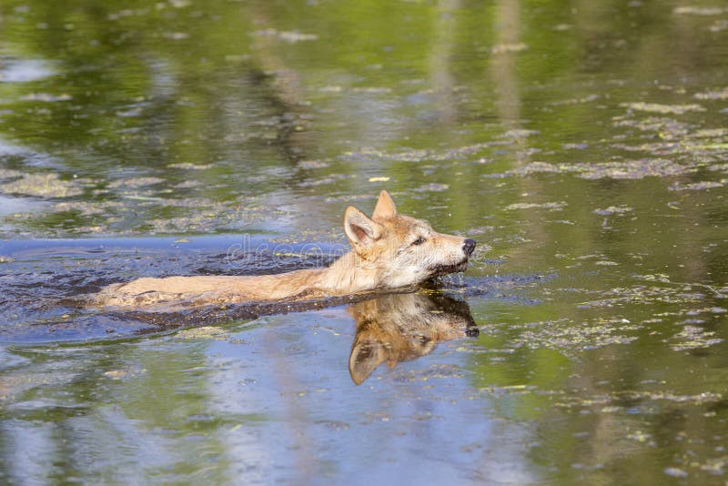 Wolf pup learning to swim stock photo. Image of carnivore - 37945022