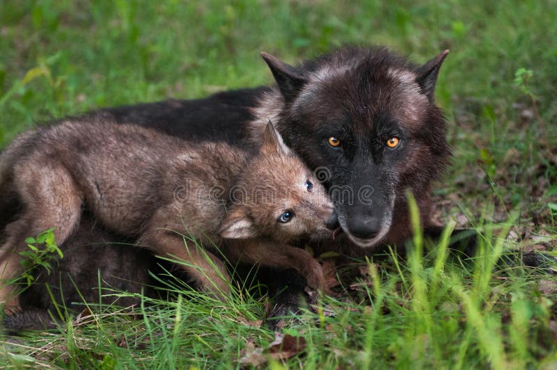 Perritos De Lobo Que Cuidan En Madre Foto de archivo - Imagen de animal ...