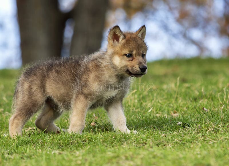 Wolf pup stock photo. Image of trees, young, nature, hillside - 54231770