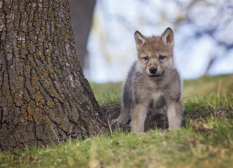 Gray Wolf Pup Stock Photos - Download 871 Royalty Free Photos