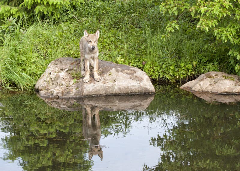 Red Fox Reflection stock photo. Image of canid, reflections - 34303270