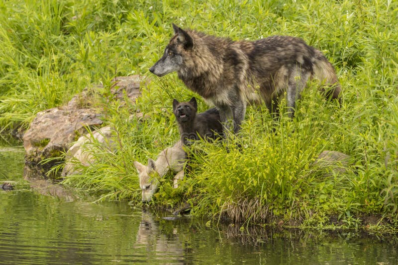 Wolf and Pups stock photo. Image of captive, wolves, wolf - 73614250