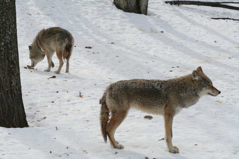 Wolf in Quebec. Canada, North America. Stock Photo - Image of common ...