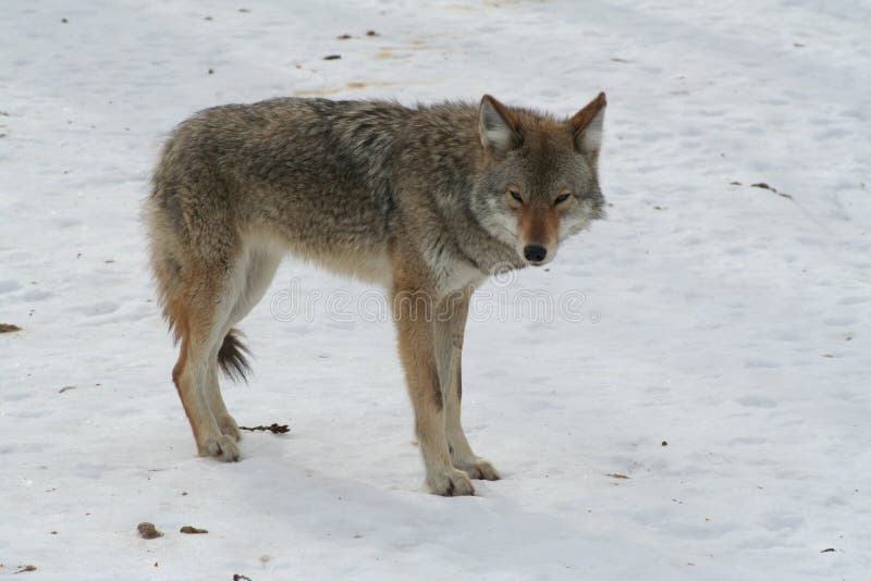 Wolf in Quebec. Canada, North America. Stock Image - Image of common ...
