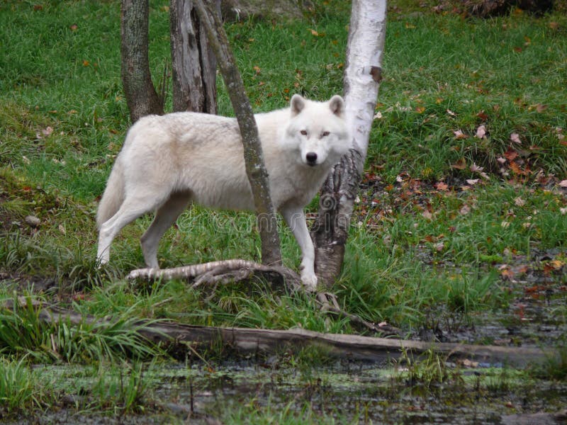 Wolf in Quebec. Canada, North America. Stock Photo - Image of lupus ...