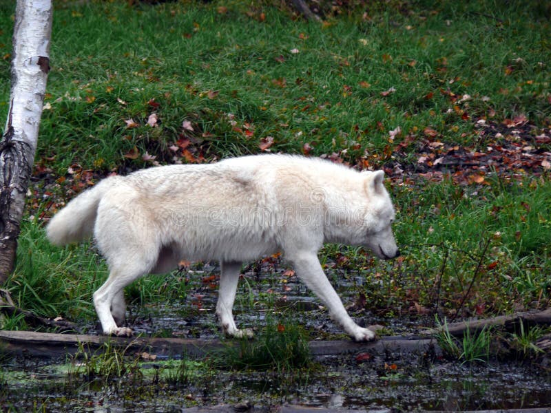 Wolf in Quebec. Canada, North America. Stock Image - Image of lobo ...