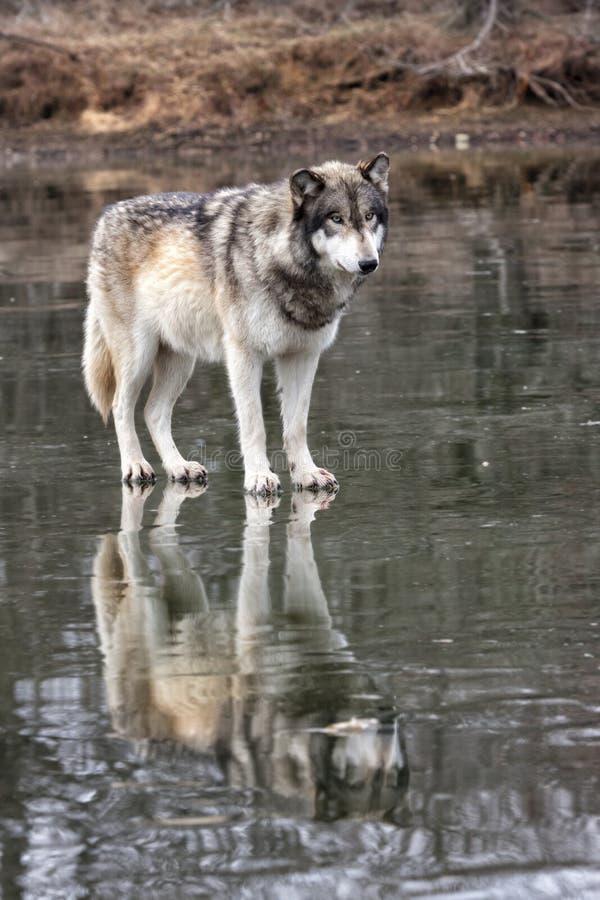 Wolf with Reflection stock photo. Image of natural, creature - 28217250