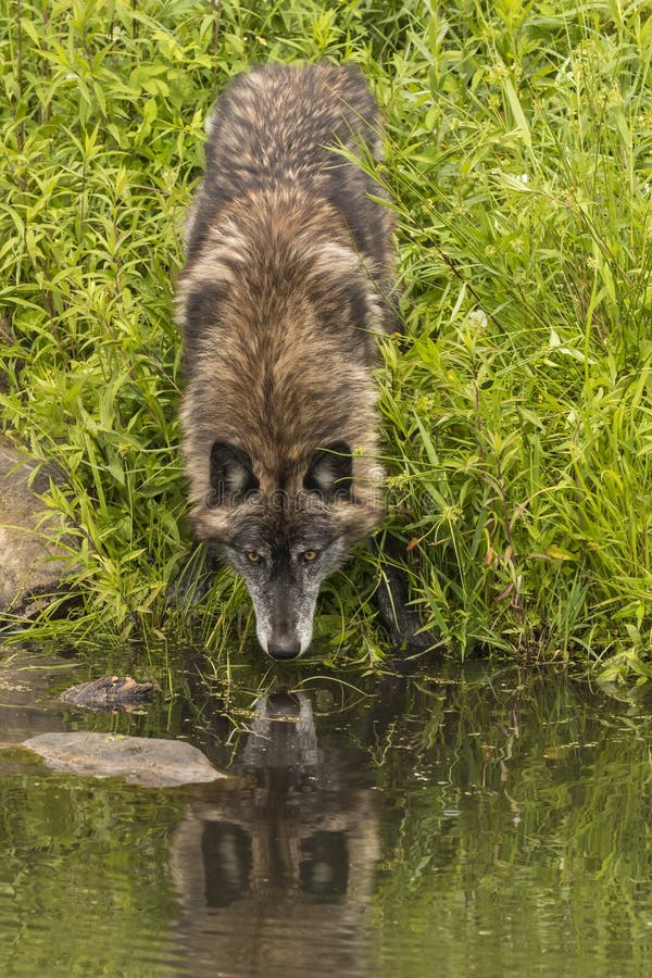 Wolf and Pup stock image. Image of rock, captive, wolves - 73614185