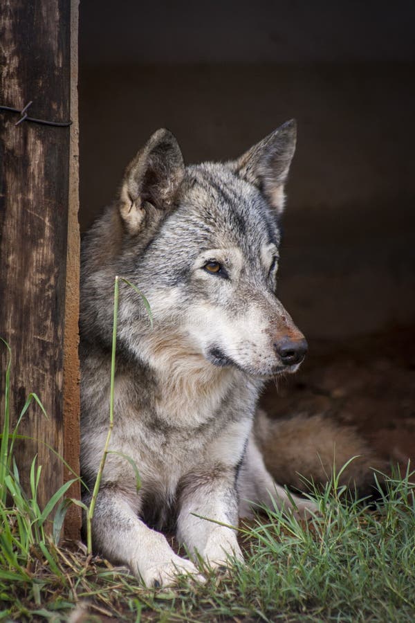 Wolf stock image. Image of looking, plants, yawning, open - 88878769