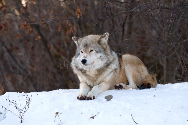 11,138 Arctic Wolf Photos - Free & Royalty-Free Stock Photos from ...