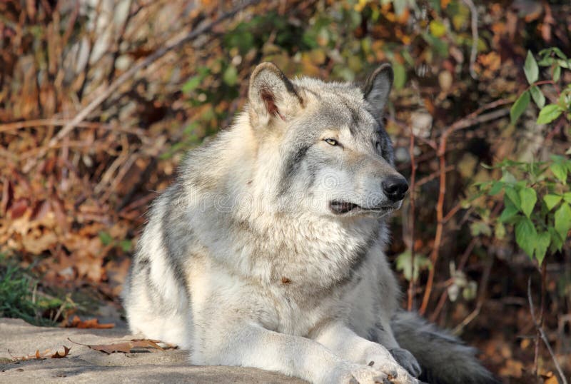Resting on a rock stock image. Image of wolf, rock, mammal - 26220329