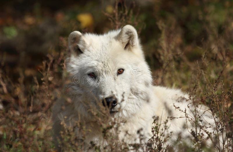 Wolf resting during fall stock photo. Image of wild, wildlife - 83358320