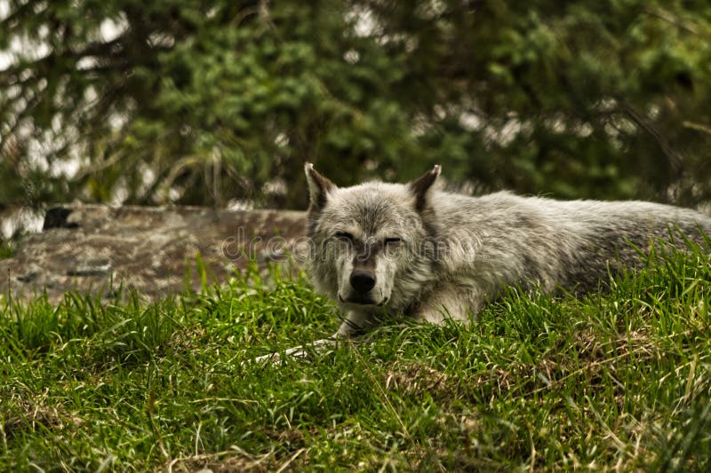 Wolf Resting in the grass stock photo. Image of wildlife - 230314670