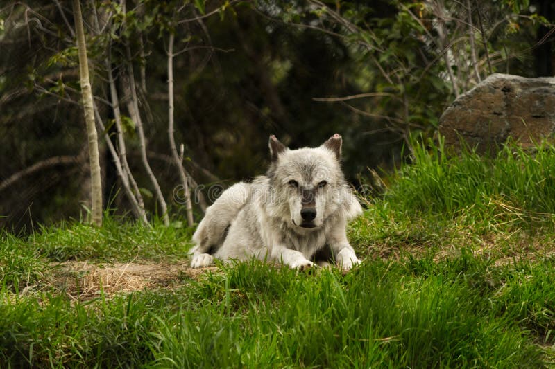 Wolf resting in the grass stock photo. Image of jungle - 230314706