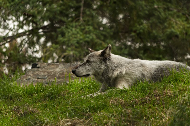 Wolf resting in the grass stock image. Image of grass - 230314693