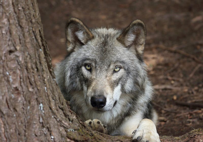 Wolf resting stock image. Image of rock, power, gray - 32288013