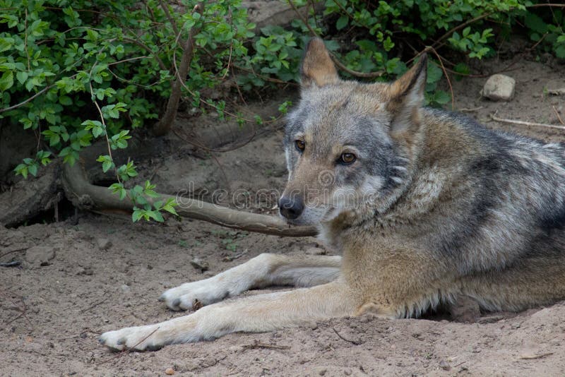 Wolf resting stock image. Image of natural, mammals - 140321489