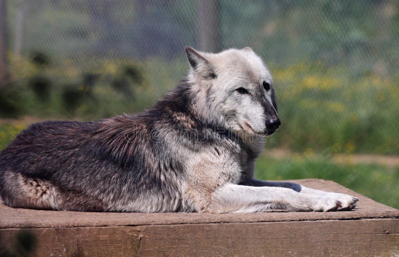 Wolf Resting Platform Stock Photos - Free & Royalty-Free Stock Photos ...