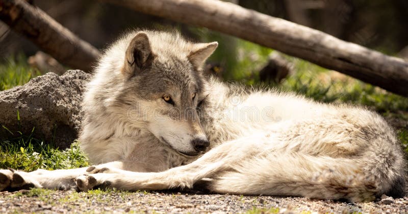 A Wolf Resting in the Sun Outside it& X27;s Den. Stock Photo - Image of ...