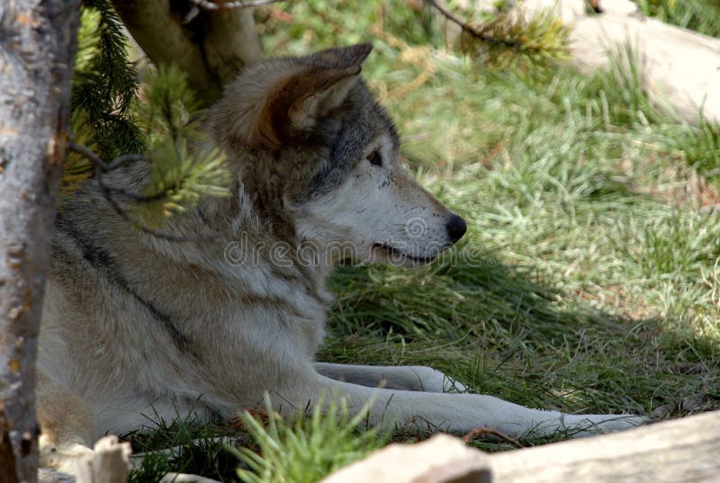 Wolf Resting Under Tree stockfoto. Bild von farbton, baum - 272190