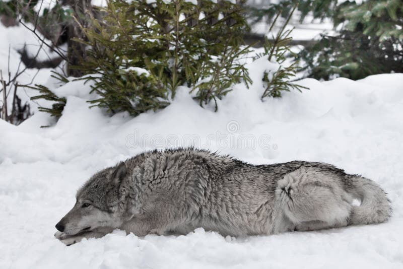 The Wolf Rests Lying Stretched Out on the Snow at Full Length Stock ...