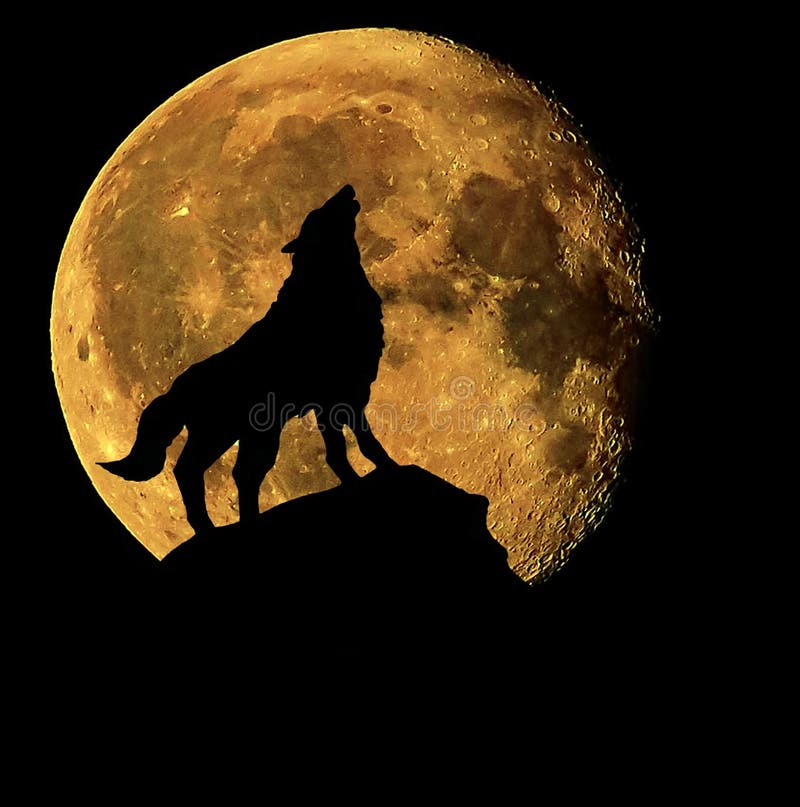 The Wolf on the Rock Howls at the Moon Stock Photo - Image of forest ...