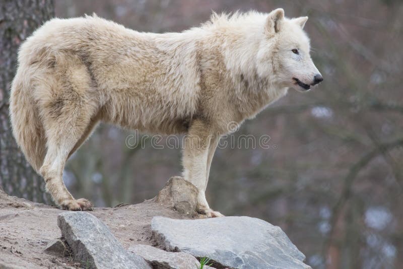 Wolf on the rock stock photo. Image of beast, canis, nature - 44758596