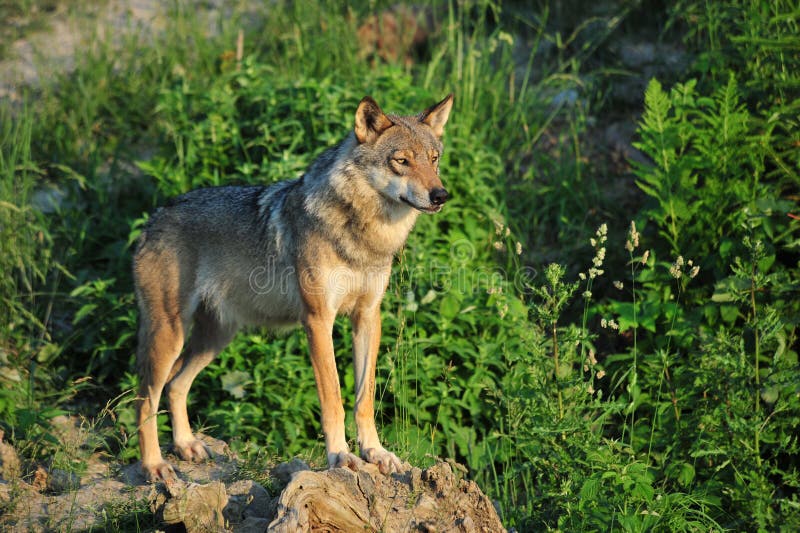 Wolf Rocks view stock photo. Image of view, mountain - 25098568
