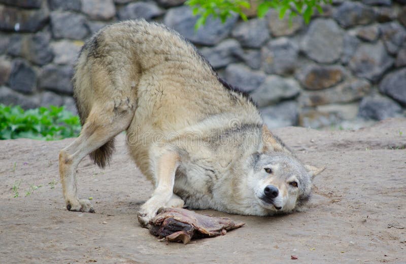 Wolf Rolling On Back