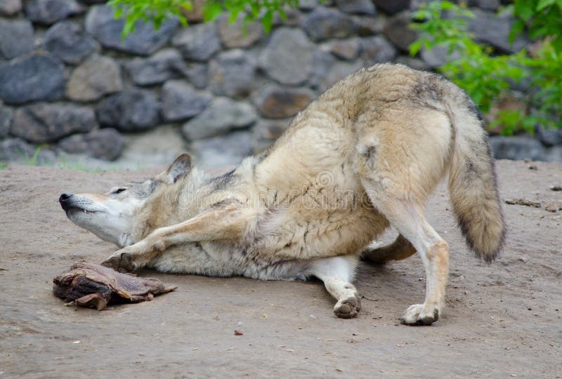 Wolf Scratching Stock Photos - Free & Royalty-Free Stock Photos from ...