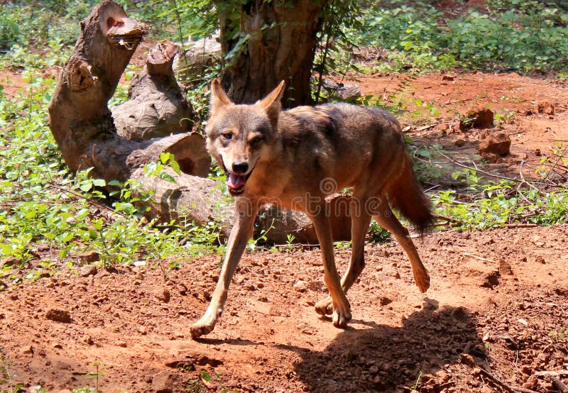 Wolf stock image. Image of danger, wild, predator, wolf - 61454599