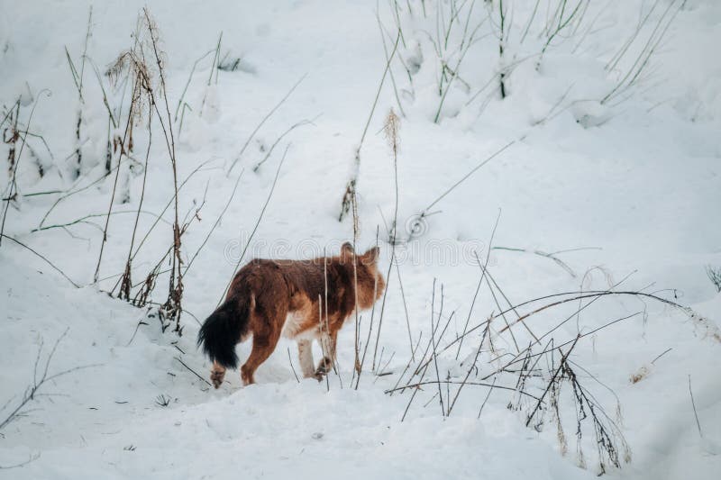 Wolf Running between Bushes in Snow in Ranua, Lapland Stock Image ...